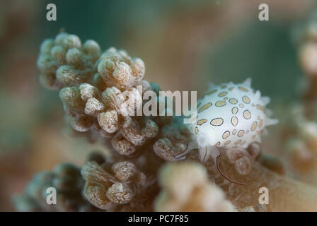Margarita Egg Cowrie (Diminovula margarita) on coral, Coral Garden dive ...