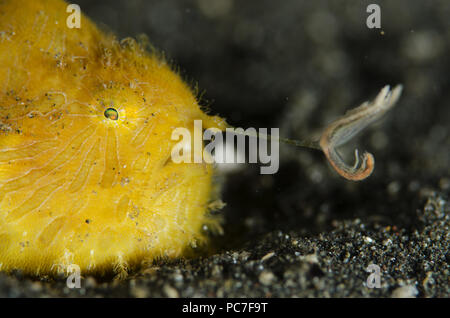 Striped Frogfish, Antennarius striatus, with worm-like lure, Ghost Bay ...