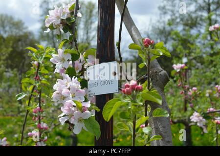 Apple Bushey Grove Stock Photo - Alamy