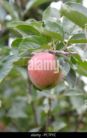 Apple Captain Kidd Stock Photo - Alamy