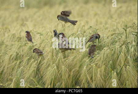 House sparrows eating a crop of barley, Alnwick, Northumberland Stock ...