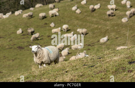 Sheep in a field, Whitewell, Clitheroe, Lancashire Stock Photo - Alamy
