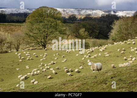 Sheep in a field, Whitewell, Clitheroe, Lancashire Stock Photo - Alamy