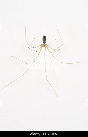 Long-legged Cellar Spider, Pholcus phalangoides Stock Photo - Alamy