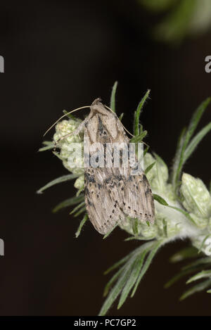The Wormwood Cucullia absinthii at rest on twig showing markings and ...