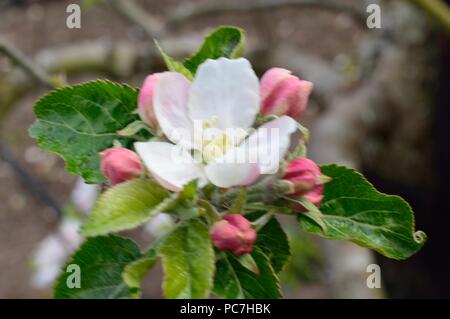 Apple Exeter Cross Stock Photo - Alamy