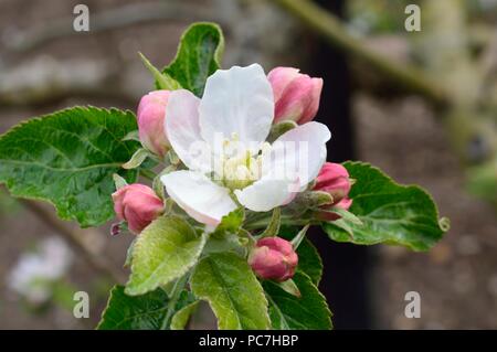 Apple Exeter Cross Stock Photo - Alamy