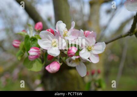 Apple kerry Pippin Stock Photo - Alamy