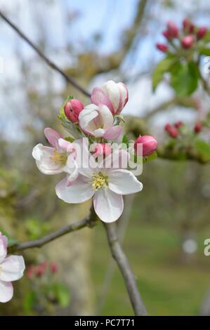 Apple kerry Pippin Stock Photo - Alamy