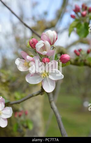 Apple kerry Pippin Stock Photo - Alamy
