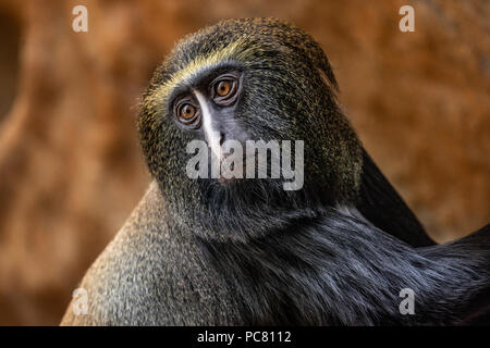 Owl-faced monkey (Cercopithecus hamlyni) eating a fruit Stock Photo - Alamy