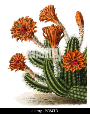 Echinocereus scheeri, a species of cactus native to North America, is ...