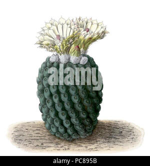 Eriosyce napina is a species of cactus native to South America. Known ...