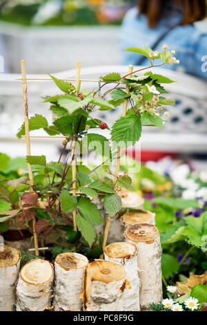 Young sprout of raspberries closeup in spring on a blurred background ...