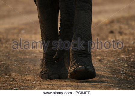 Close-up of African elephant feet and toes Stock Photo: 34496869 - Alamy