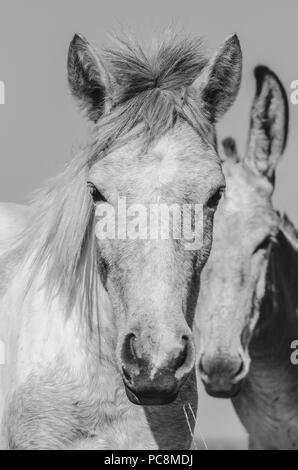 Portrait of a mule. Black and white headshot of a mule, front view ...