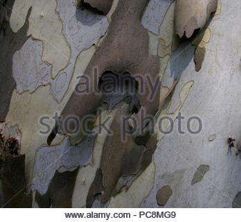 Close up of sycamore tree bark, Paris, France Stock Photo: 17558505 - Alamy