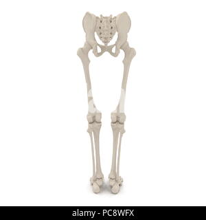 Male Lower Body Skeleton on white. 3D illustration Stock Photo - Alamy