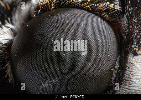 Rustic Sphinx Moth Compound Eye & Tongue, Manduca rustica rustica ...