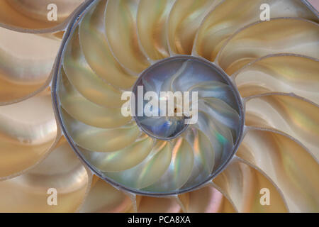 A nautilus shell Stock Photo - Alamy