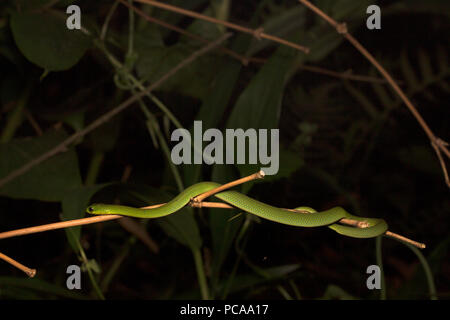 Dead green snake Stock Photo: 33600128 - Alamy