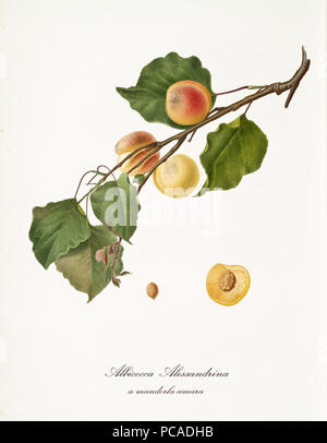 Single Apricot Prunus Armeniaca Tree (isolated white background Stock ...