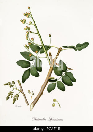 pistachio branch with leaves and other botanical elements. All ...