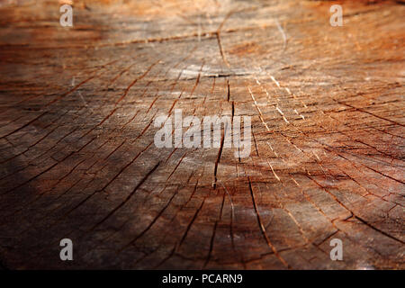 Tree cut section Stock Photo - Alamy