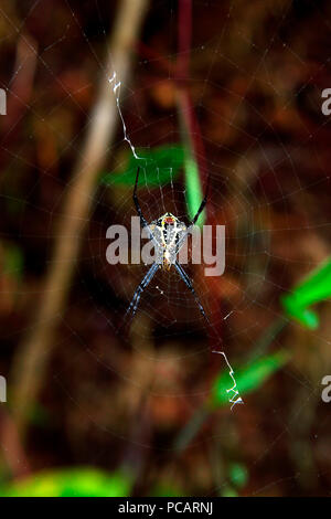 Spider species in Kerala Stock Photo - Alamy