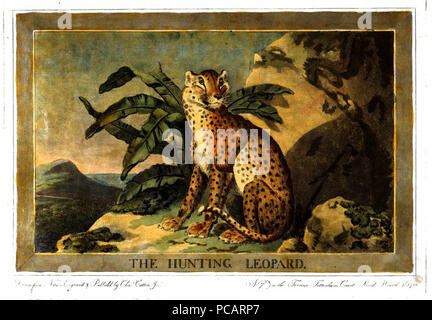 Charles Catton, Animals (1788) Page10 Image1 Stock Photo - Alamy