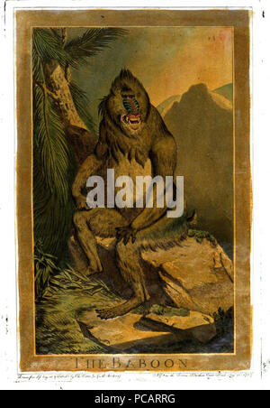 Charles Catton's 1788 work, Animals, offers detailed depictions of ...