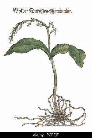 Brunfels 1532 a Stock Photo - Alamy