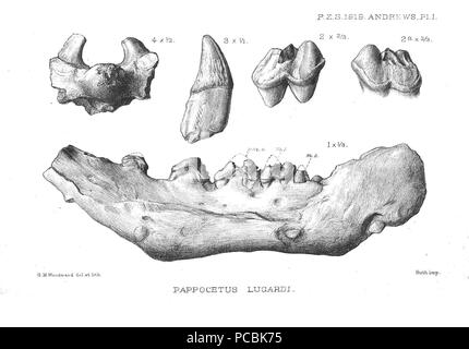 'Andrews-1920-Plate-1-Pappocetus-ligardi' refers to an illustration or ...