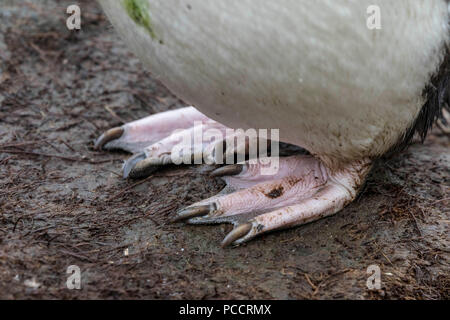 Gentoo Penguin Pygoscelis papua webbed feet Stock Photo - Alamy