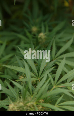 Detailed portrait of Cannabis stalks. These are hemp with lower amount ...