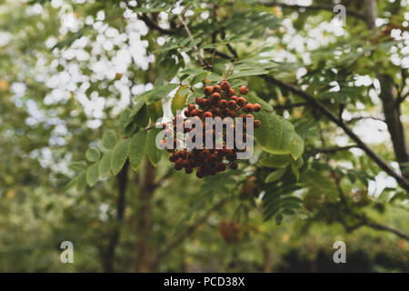 Garden with small trees growing up Stock Photo - Alamy