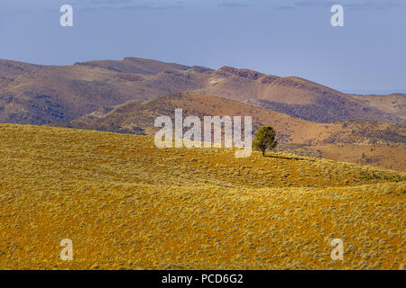 Lone tree growing on rolling hill in Flinders Ranges National Park in ...