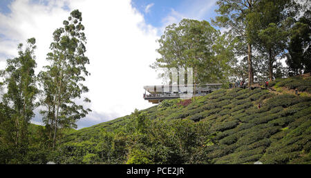 Cameron Highland Tea Farm Stock Photo - Alamy