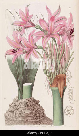 Brunsvigia grandiflora is a flowering plant species native to South ...
