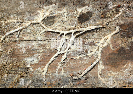 serpula lacrymans fungus, the dangerous dry rot growing on an old wall ...