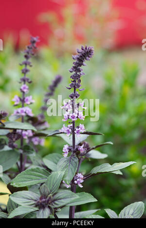 African blue basil leaves Stock Photo - Alamy