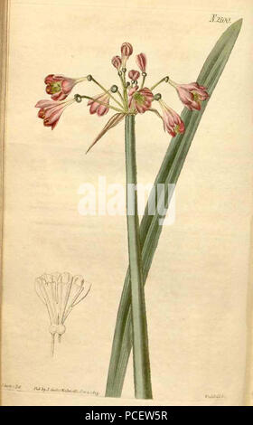 Calostemma purpureum 2100 Stock Photo - Alamy