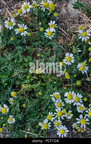 Chamomile (Matricaria recutita), blooming spring flowers on a blue ...