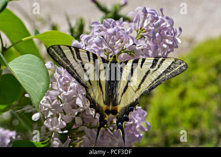 Flying butterfly in spring morning. Panoramic view Stock Photo - Alamy