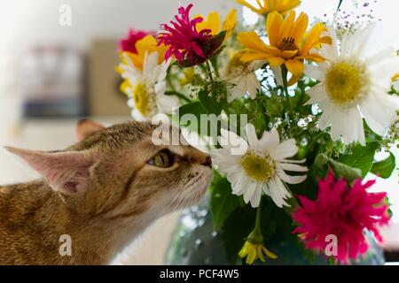 Cat sniffing flowers Stock Photo - Alamy