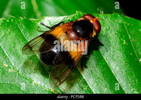 Pellucid fly (Volucella pellucens). One of Britain's heaviest flies ...