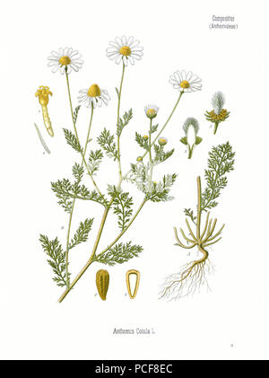 Anthemis Cotula; Stinking Mayweed Stock Photo - Alamy