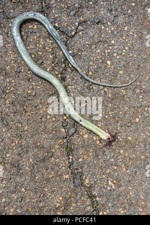 A dead snake in the middle of the road Stock Photo - Alamy