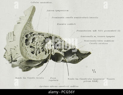 Braus 1921 345 Stock Photo - Alamy