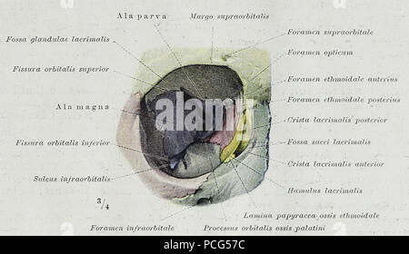 Braus 1921 354 Stock Photo - Alamy